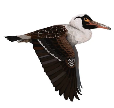 Discuss Everything About Feather Family Wiki | Fandom