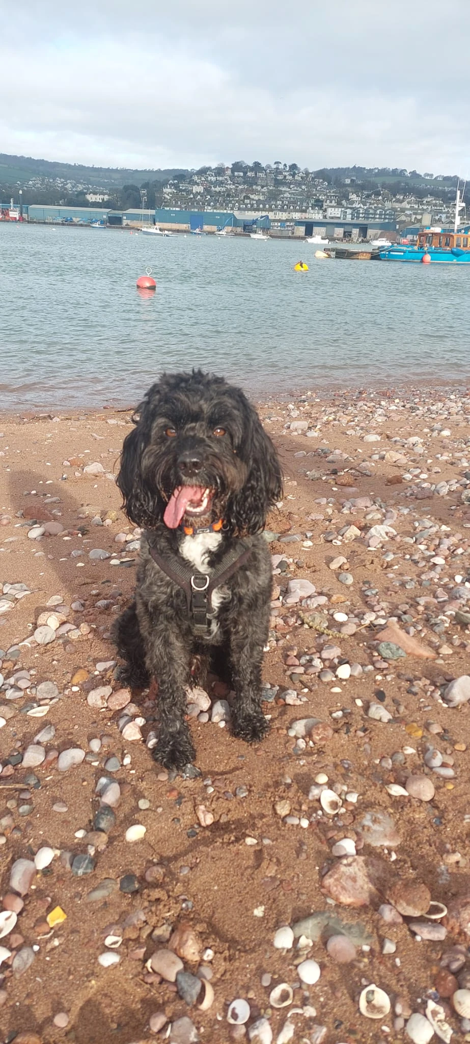 Pictures of my dog | Fandom