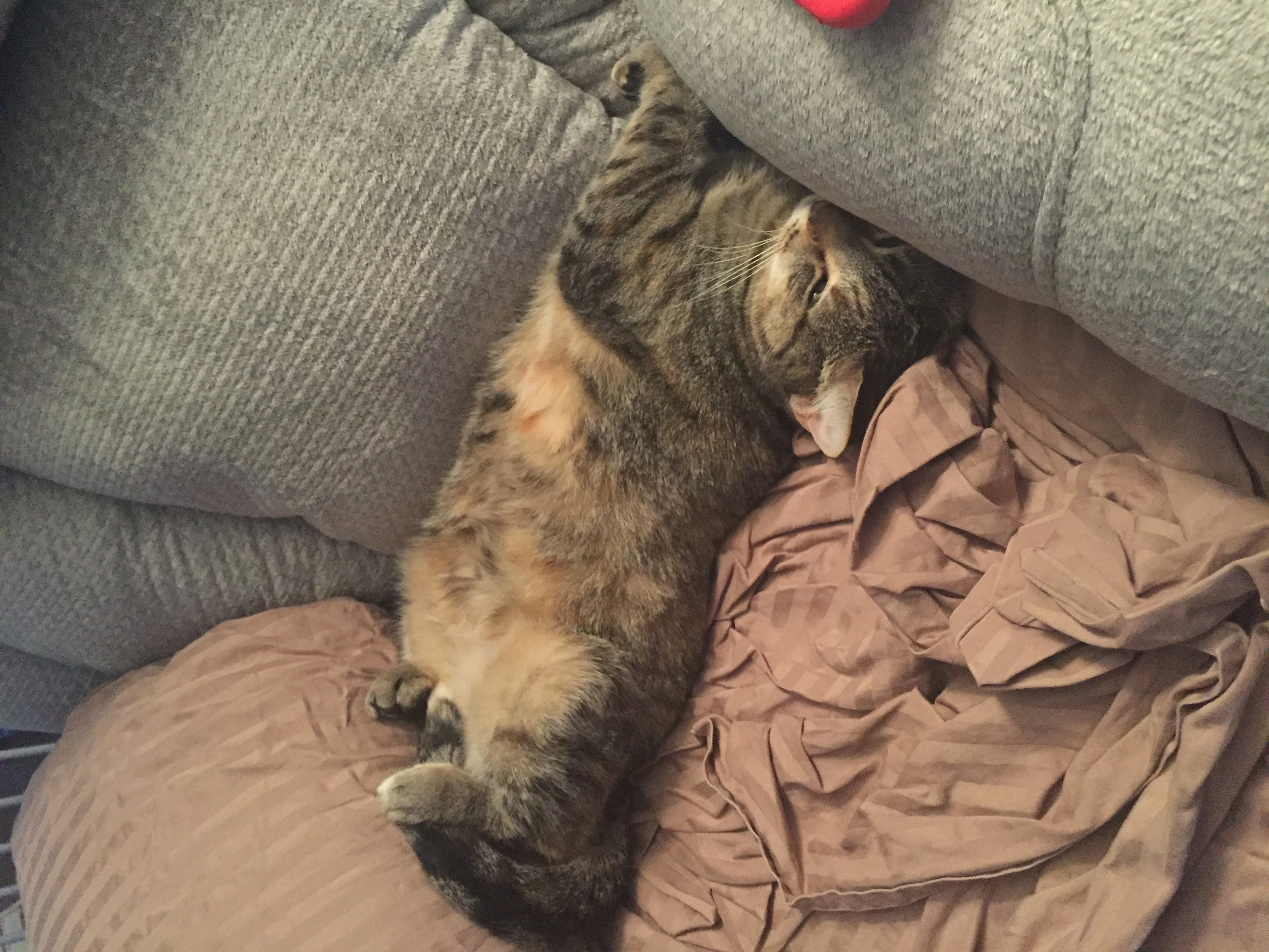 Daily (Late) Cat Image #233 | Fandom