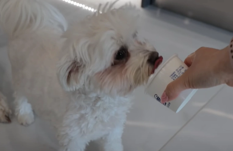 In Krew's new vlog they said that alven hates cream but didnt he like ...