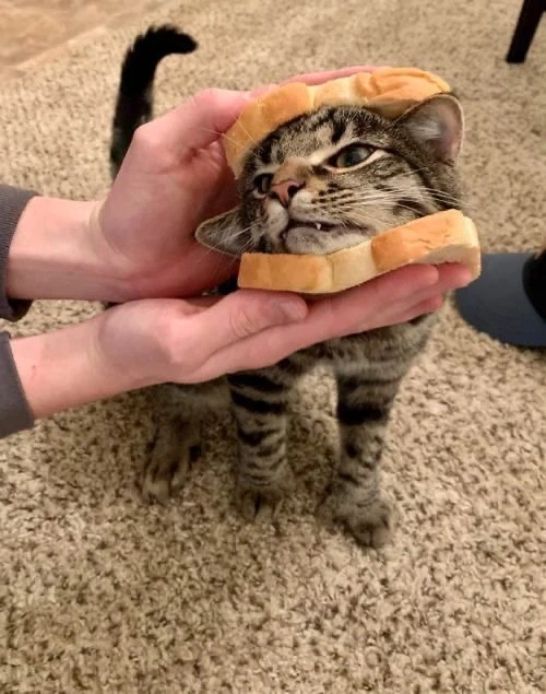 Sammich ️ ️ | Fandom