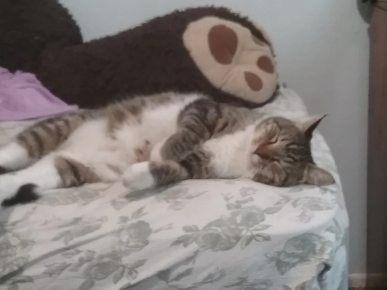 STOP THE SCROLL | Fandom