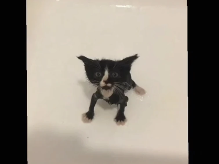 Putting wof characters in skrunkly cat photos | Fandom