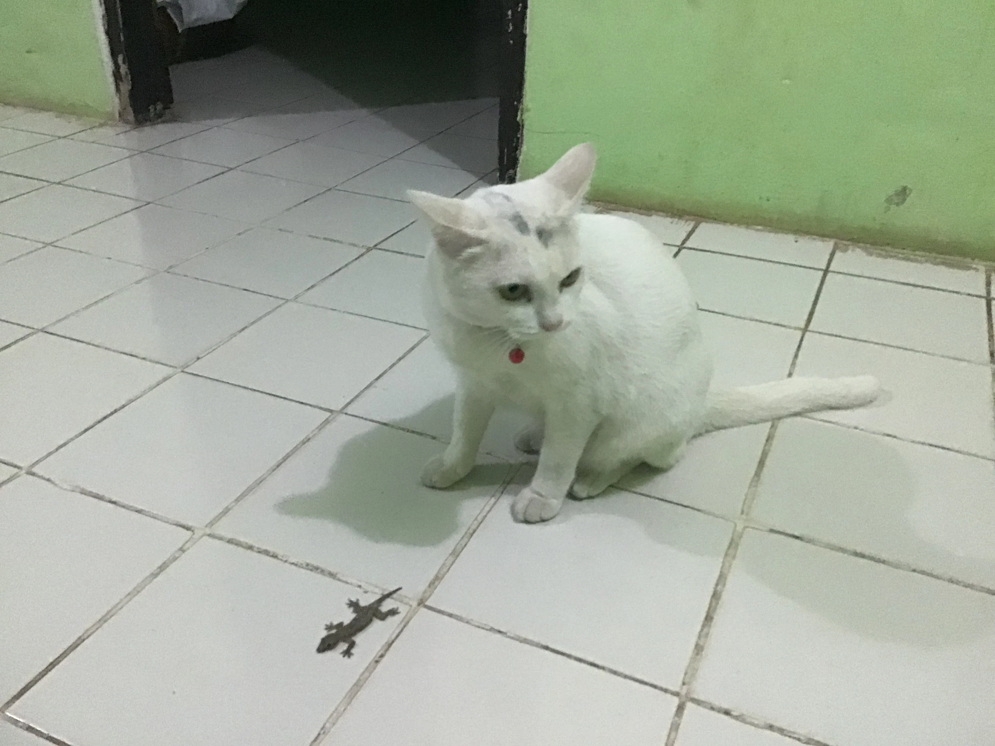 Daily Cat Image #740 | Fandom