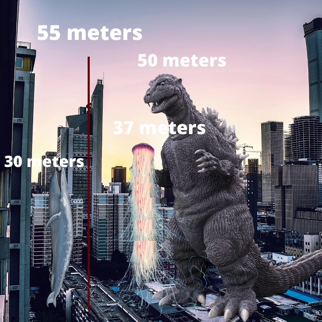 Comparison of animal sizes with ShodaiGoji | Fandom