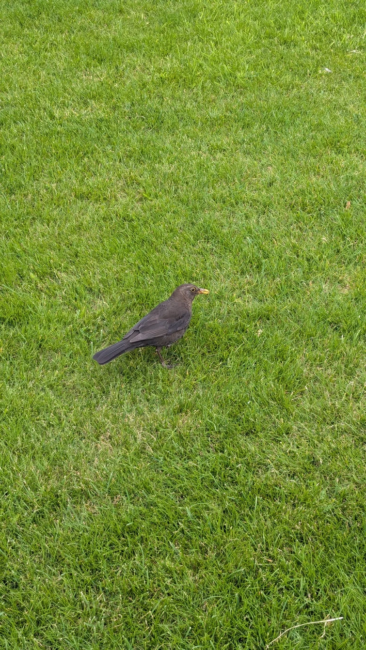 Look at this | Fandom