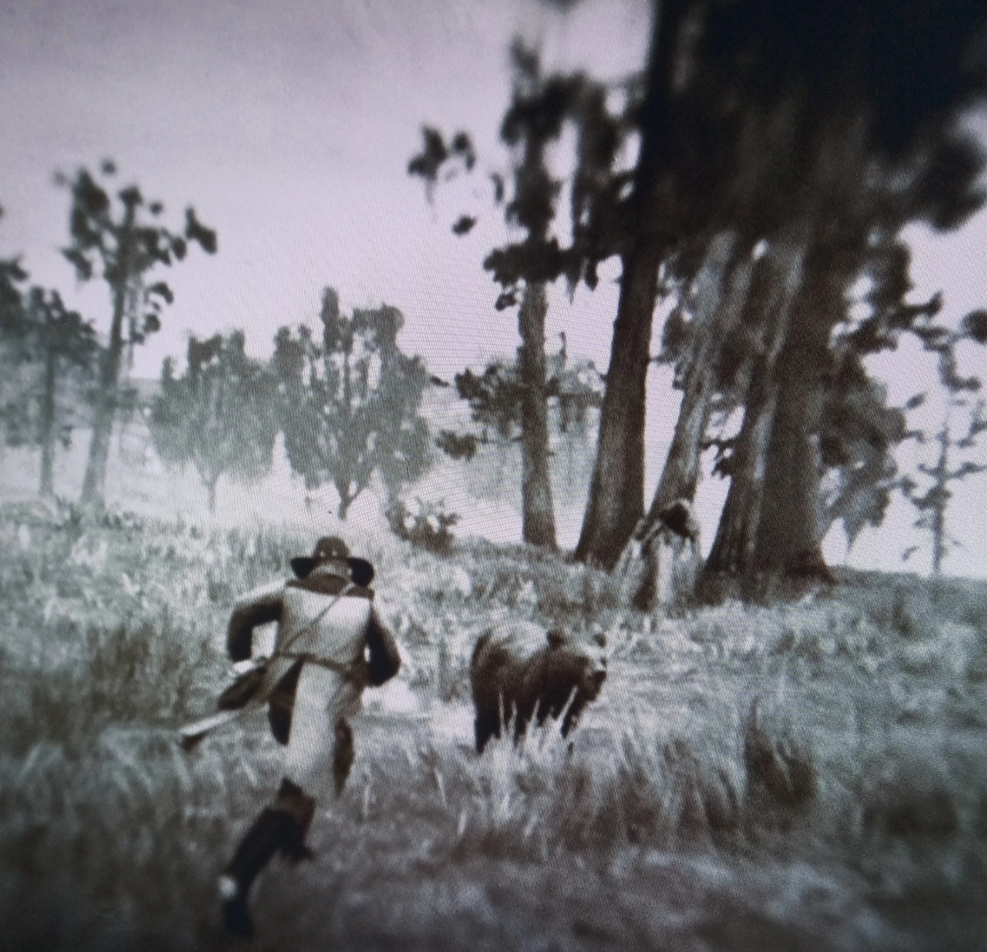 American Black Bear Spawn In Bayou Outside Saint Denis | Fandom