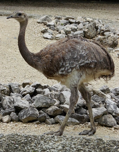 Meet Darwin's rhea | Fandom