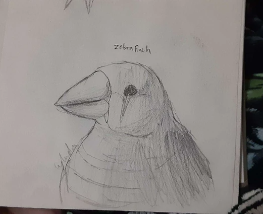 cylinder draws birds real????? | Fandom