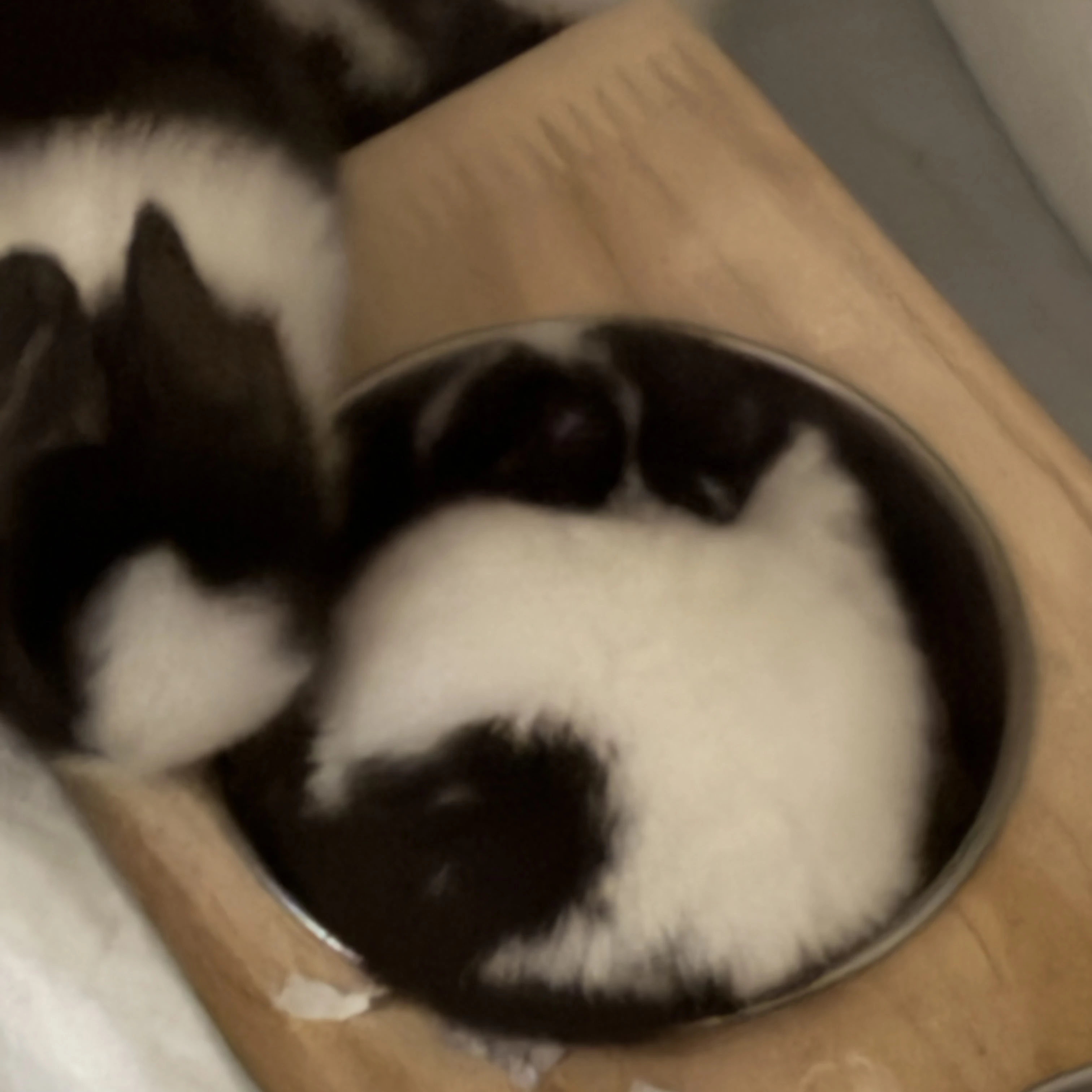 Eating gummy bears and watching TADC hell yeah | Fandom