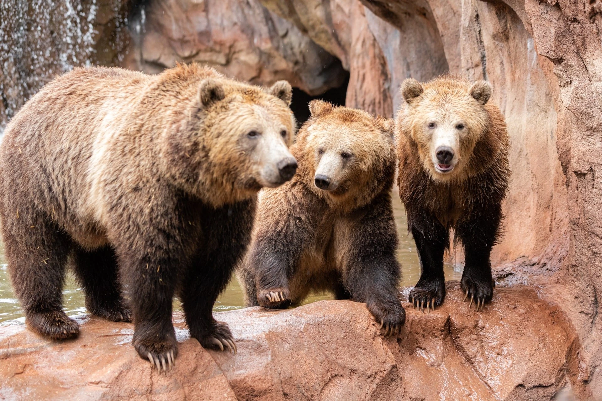 Bears behind. | Fandom