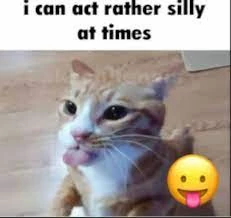 naw nvm just silly cats | Fandom