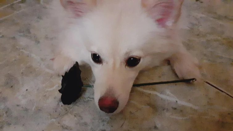 I got a new puppy! Also, some fun things about the Byers dog. | Fandom