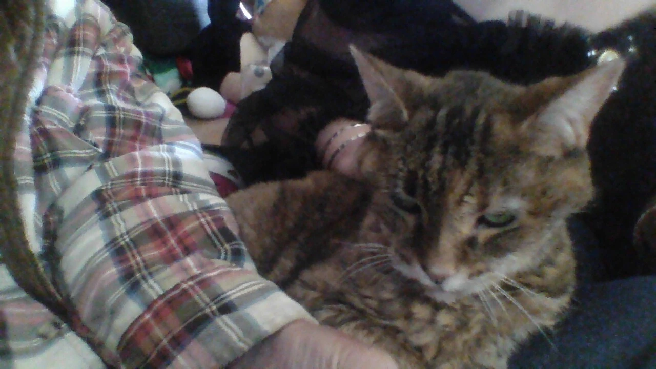 rip kitkat 2011-2022 | Fandom