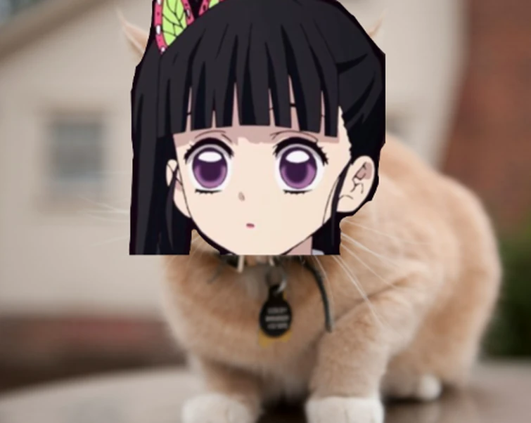 My cat is now kanao | Fandom