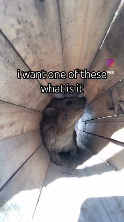 screaming rodent | Fandom
