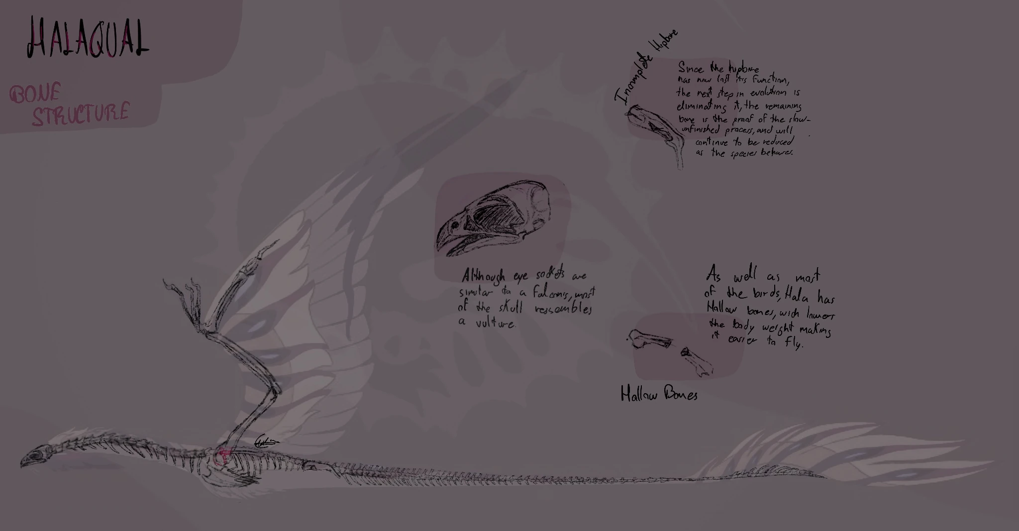 Anatomy study pt3 - Halaqual | Fandom