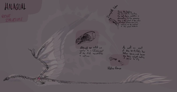 Anatomy study pt3 - Halaqual | Fandom