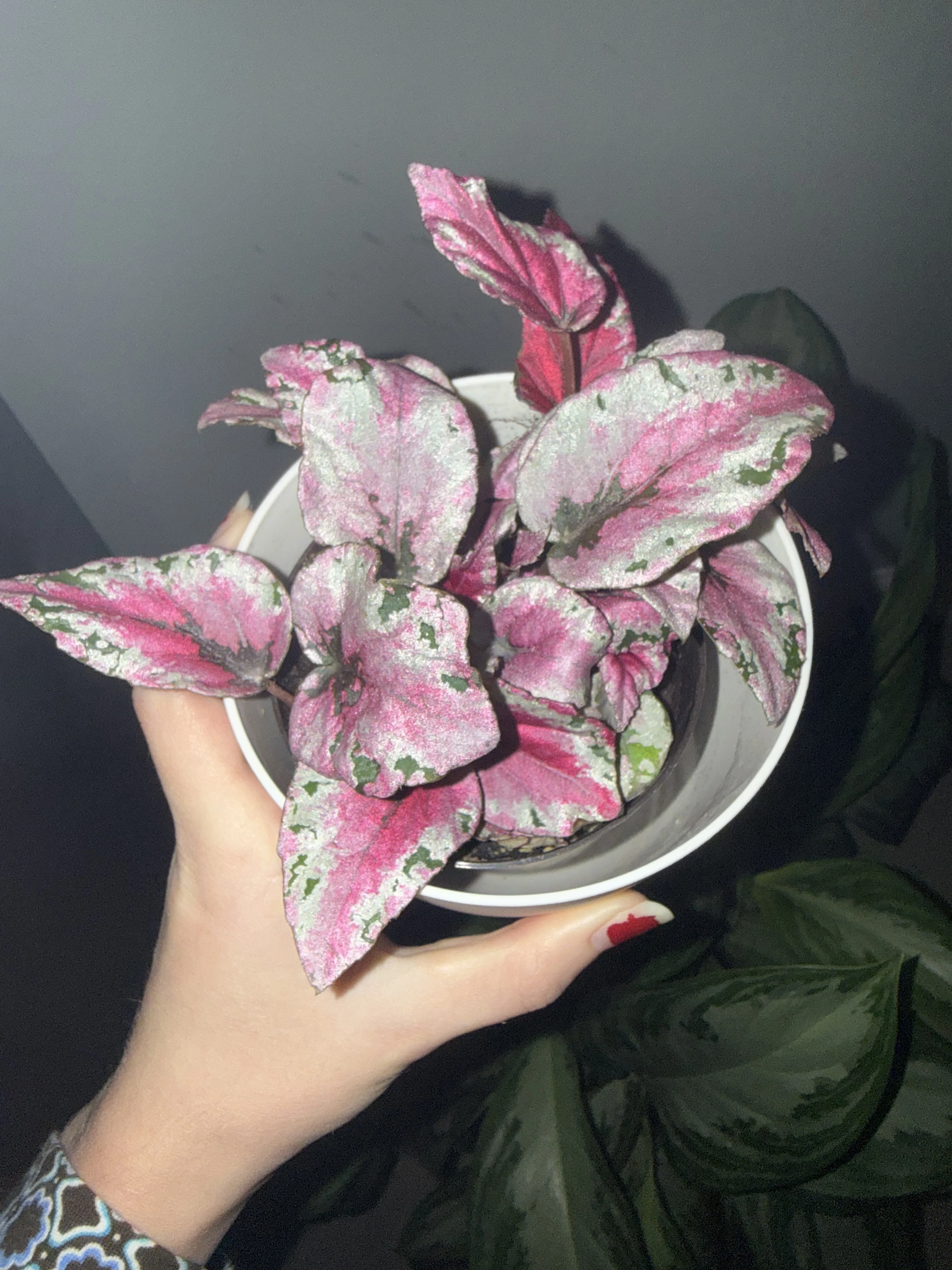 Tier list this, isekai that | Fandom