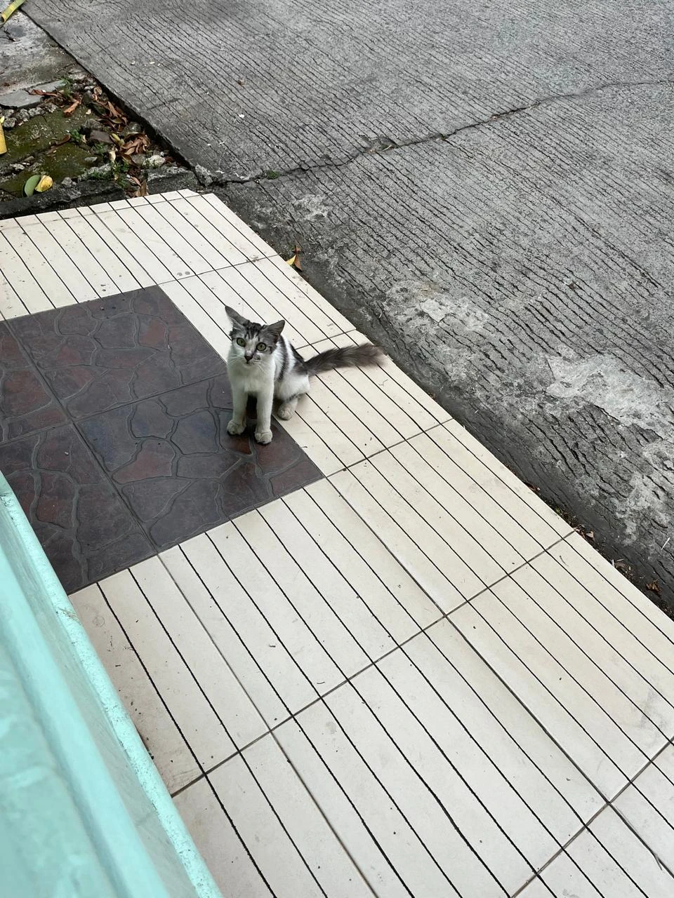 Daily Cat Image #915 | Fandom