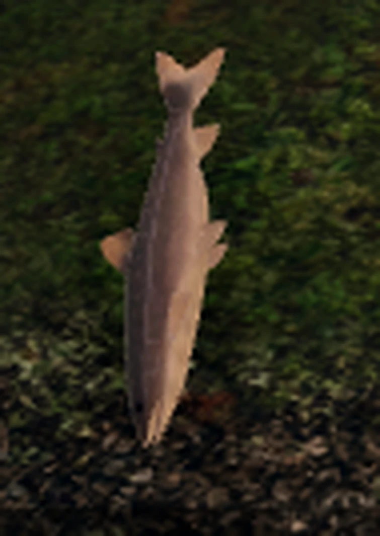 Anyone know what this fish is? | Fandom