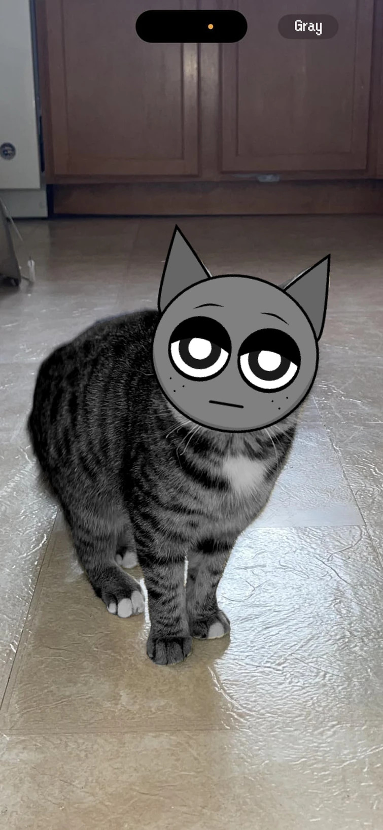 give me a cat image I'll make it gray | Fandom
