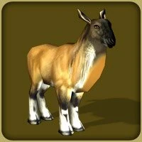 Markhor | Animals Wiki | Fandom