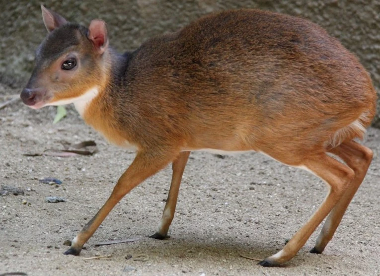 Royal Antelope | Animals Wiki | Fandom