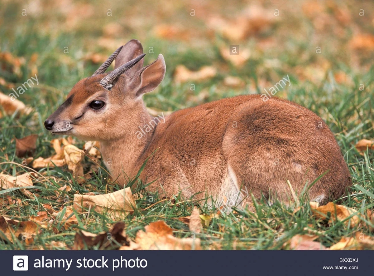 Suni | Animals Wiki | Fandom