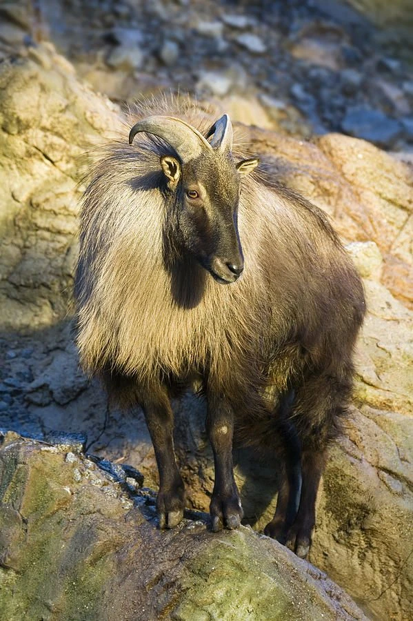 Himalayan Tahr | Animals Wiki | Fandom