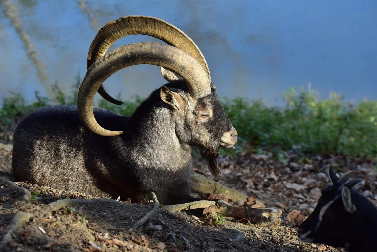 Wild Goat | Animals Wiki | Fandom