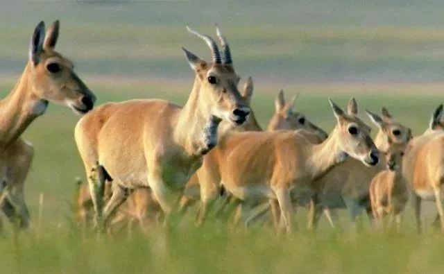 Mongolian Gazelle | Animals Wiki | Fandom