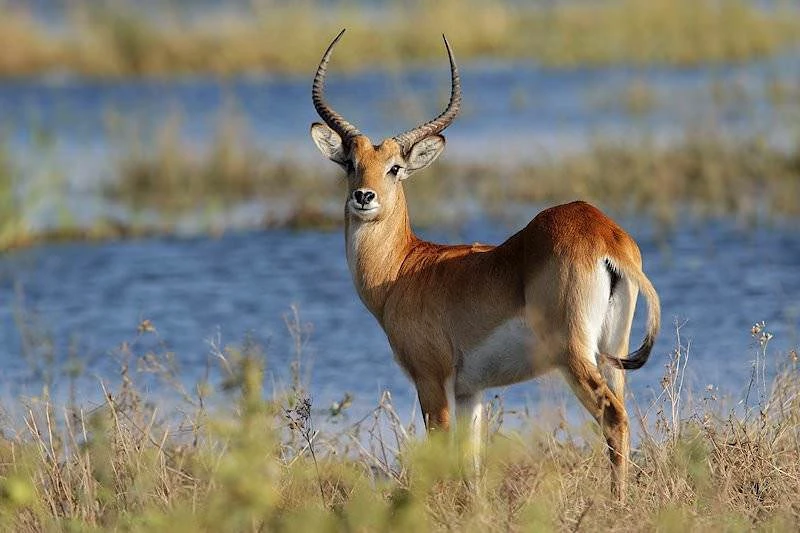 Red Lechwe | Animals Wiki | Fandom