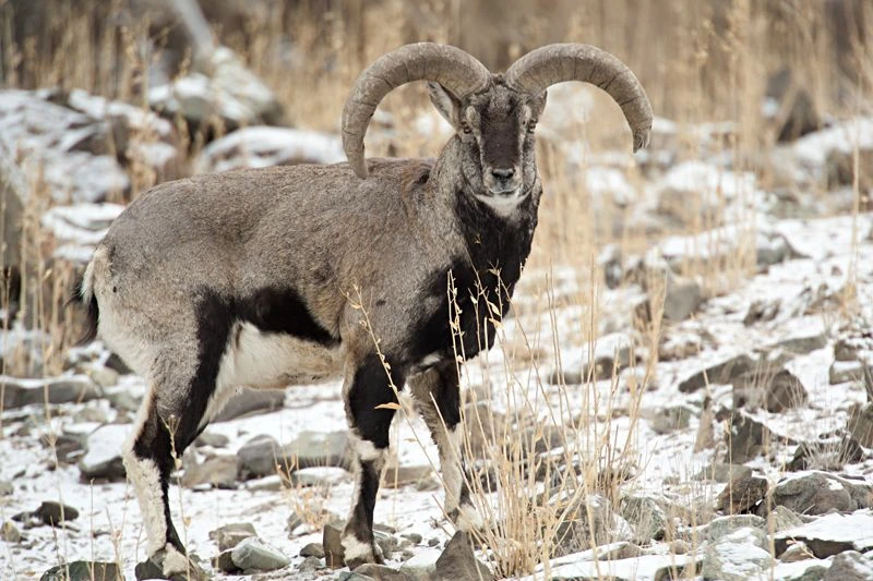 Bharal | Animals Wiki | Fandom