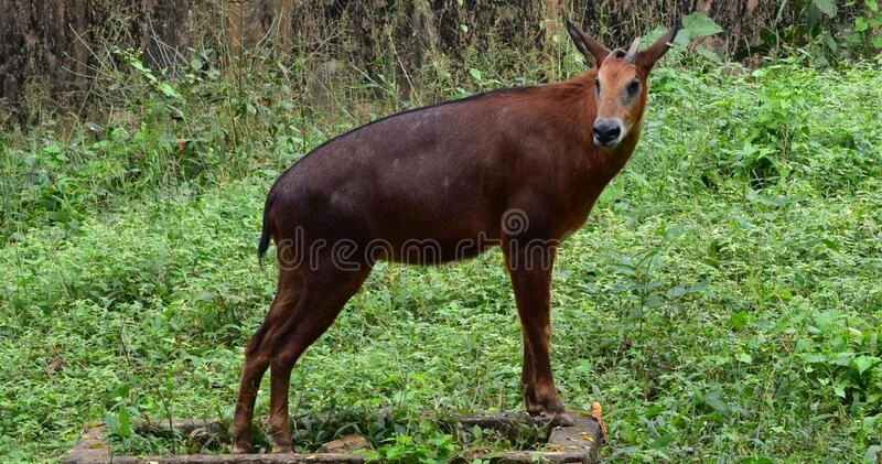 Red Serow | Animals Wiki | Fandom