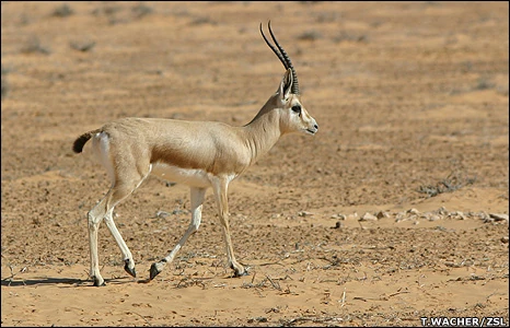 Slender-horned Gazelle | Animals Wiki | Fandom