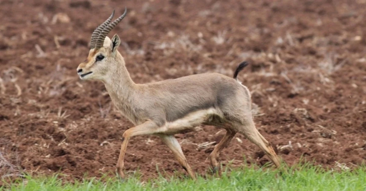 Mountain Gazelle | Animals Wiki | Fandom