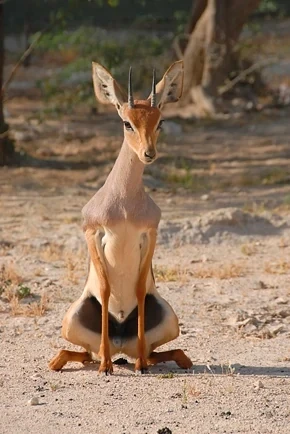 Beira Antelope | Animals Wiki | Fandom