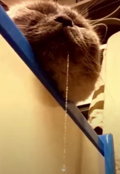 yo should i get aer ultra form? | Fandom