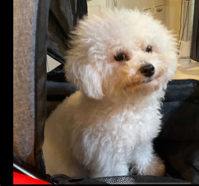 is cinna cute | Fandom