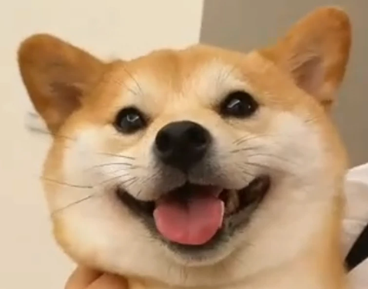 who like cute doge | Fandom