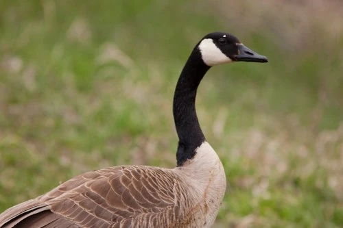 Thunder (goose) | Azure's Article Grounds | Fandom