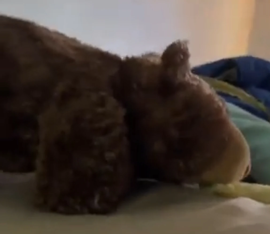 Beary | Aaron Animation Studios Wiki | Fandom