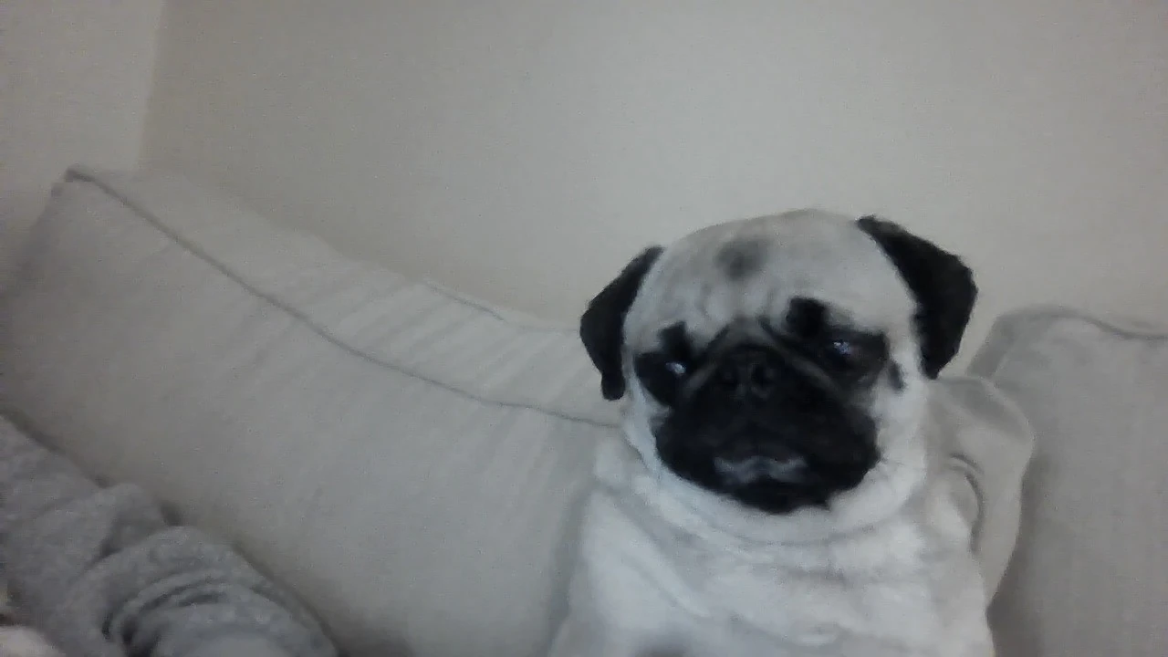look at my goofy pug dog :D | Fandom