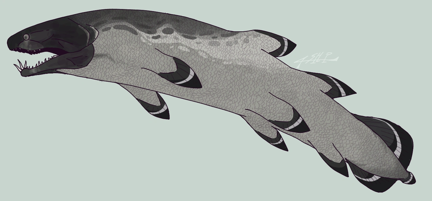 Onychodus drawing | Fandom