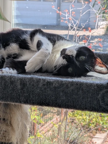 Discuss Everything About My Singing Monsters Wiki | Fandom