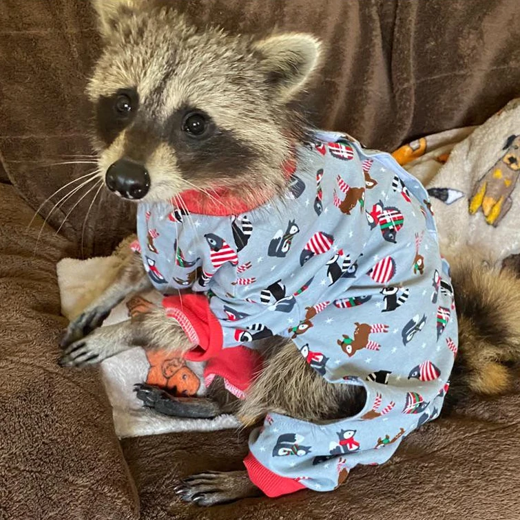 Raccoon appreciation post | Fandom