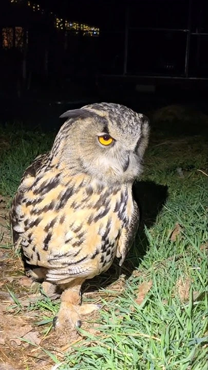 Valem in PC2 I think (Idk never played it) | Fandom