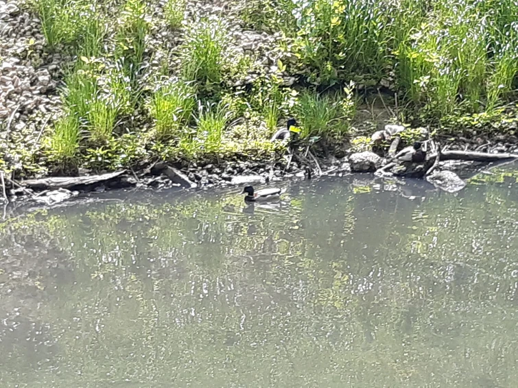 random post (TW: Ducks) | Fandom