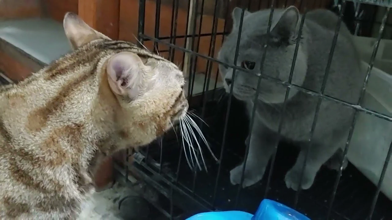 Brother Battle (Superkitties) in a nutshell: | Fandom